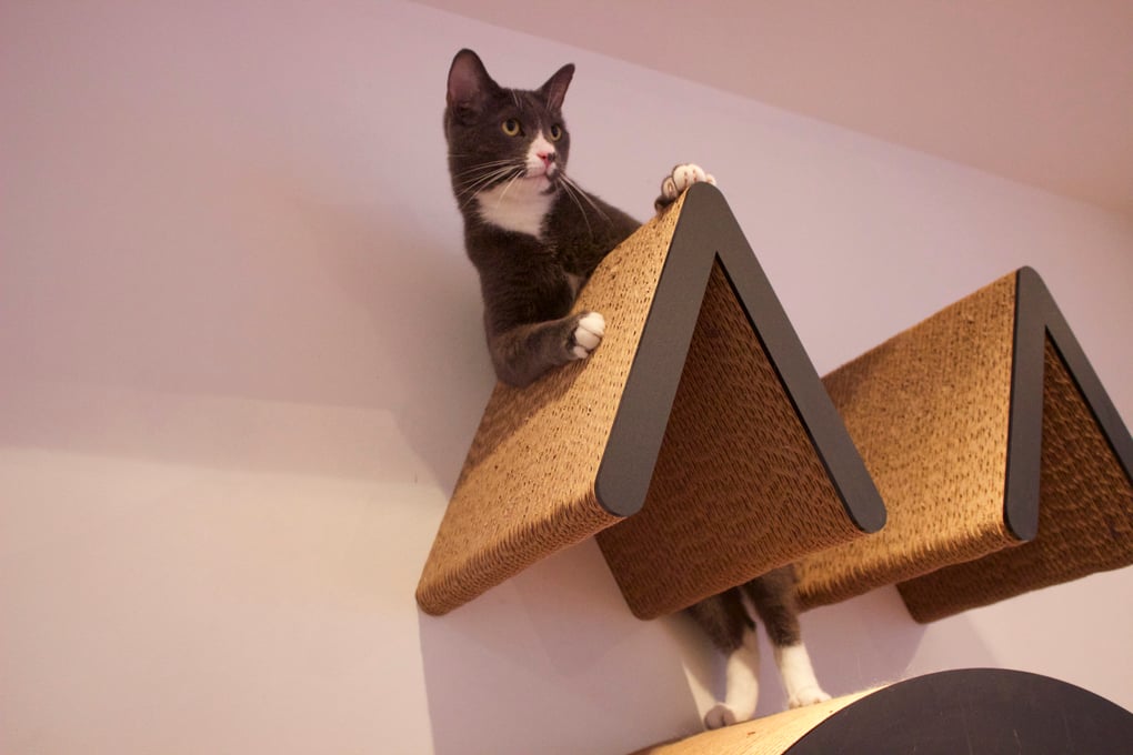 Koneko Cat Cafe - America's first Japanese Cat Cafe