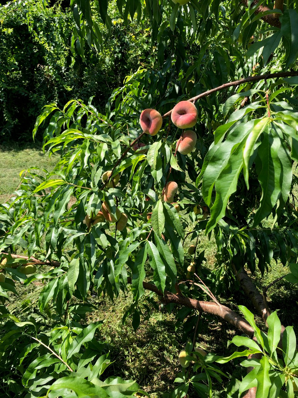 Take a Trip to Nature's Grocery Store: A Farm to Table Experience
