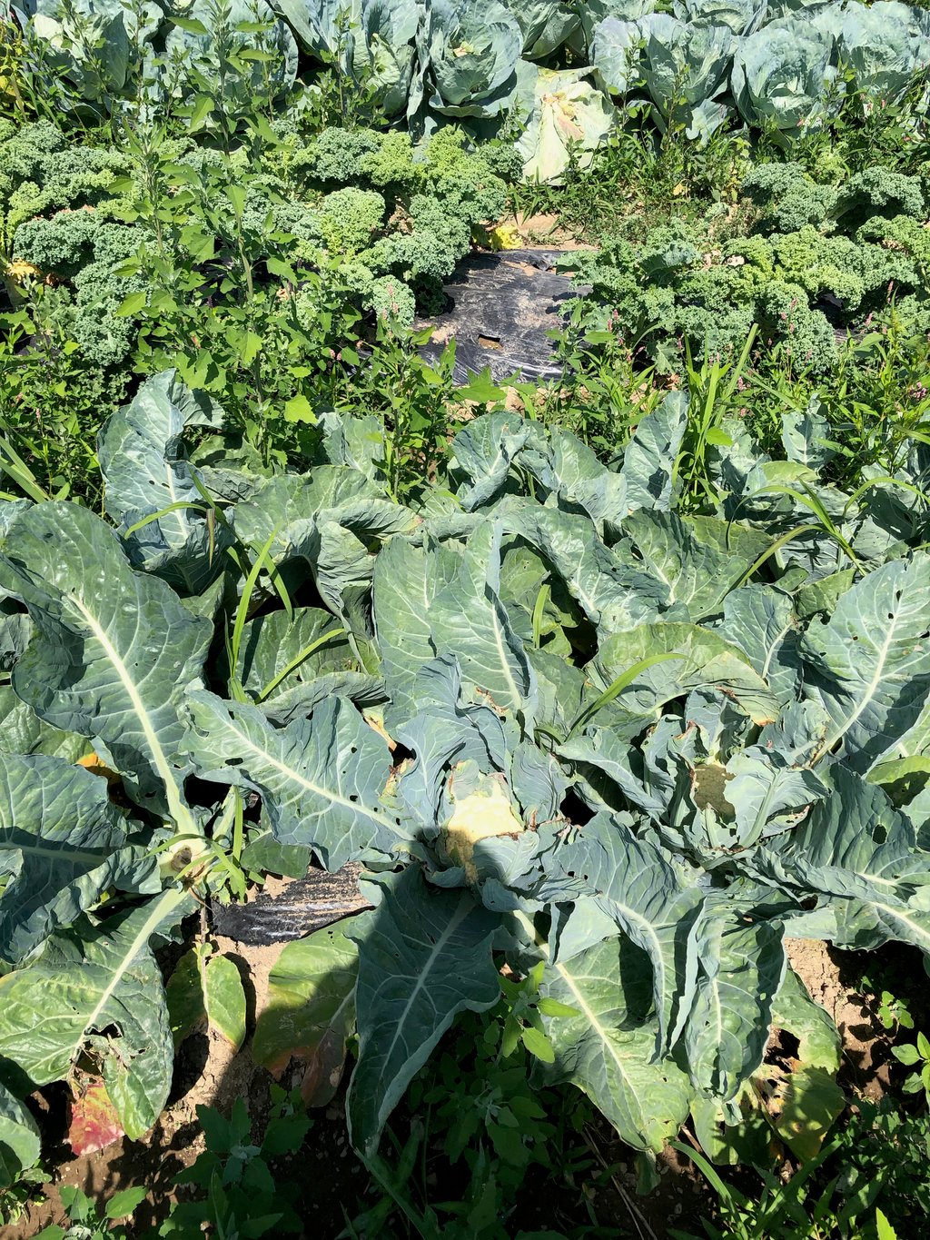 Take a Trip to Nature's Grocery Store: A Farm to Table Experience