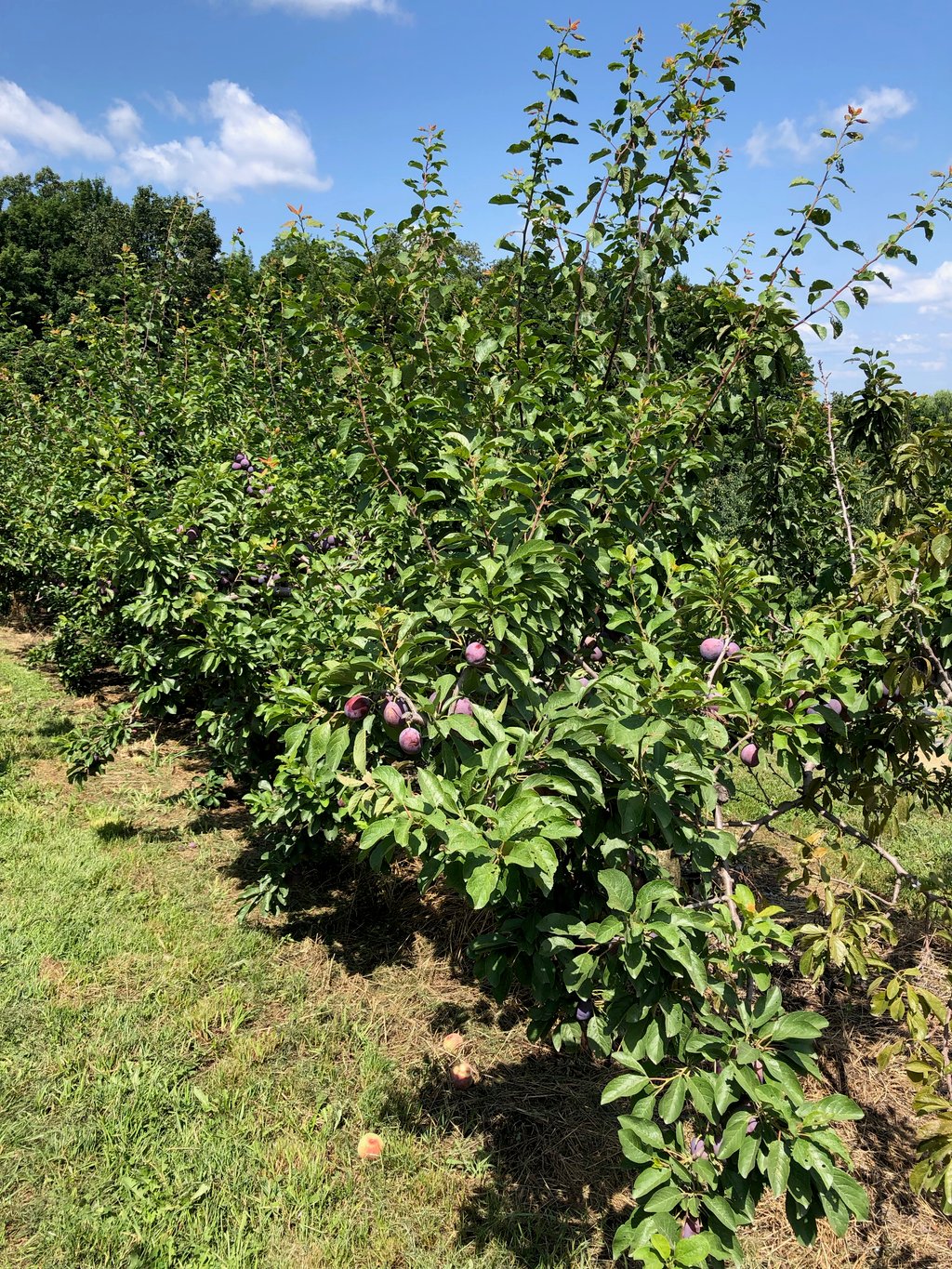 Take a Trip to Nature's Grocery Store: A Farm to Table Experience
