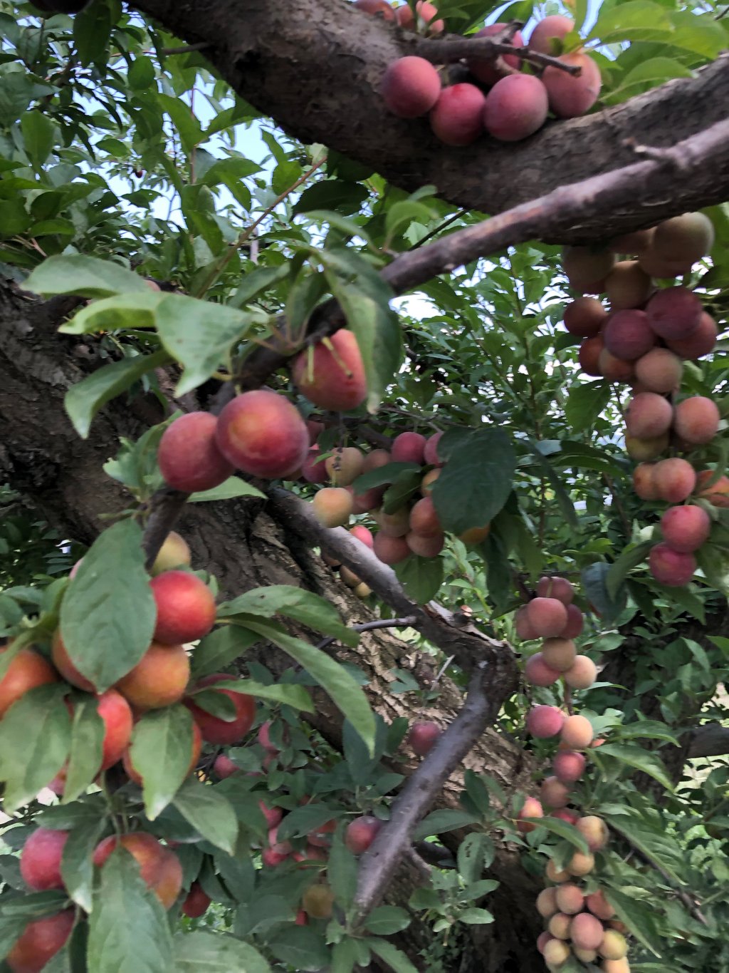 Take a Trip to Nature's Grocery Store: A Farm to Table Experience