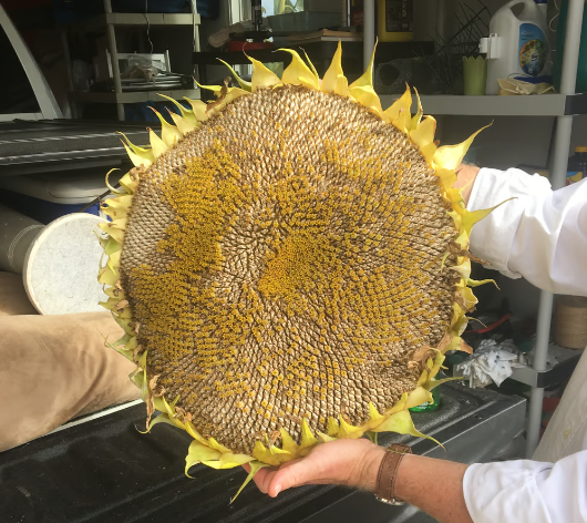 6 Sunny Snacks To Celebrate The Summer Solstice