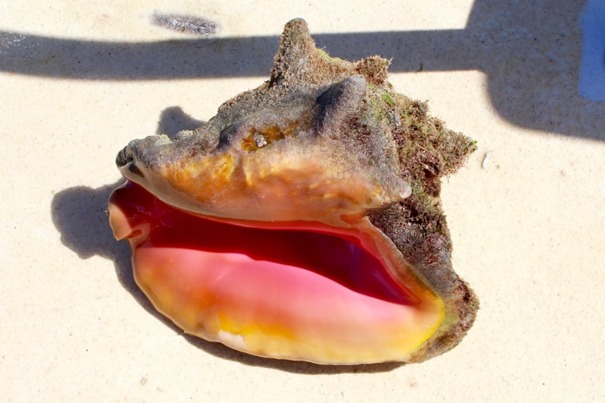 7 Ways to Eat Conch in the Turks and Caicos Islands