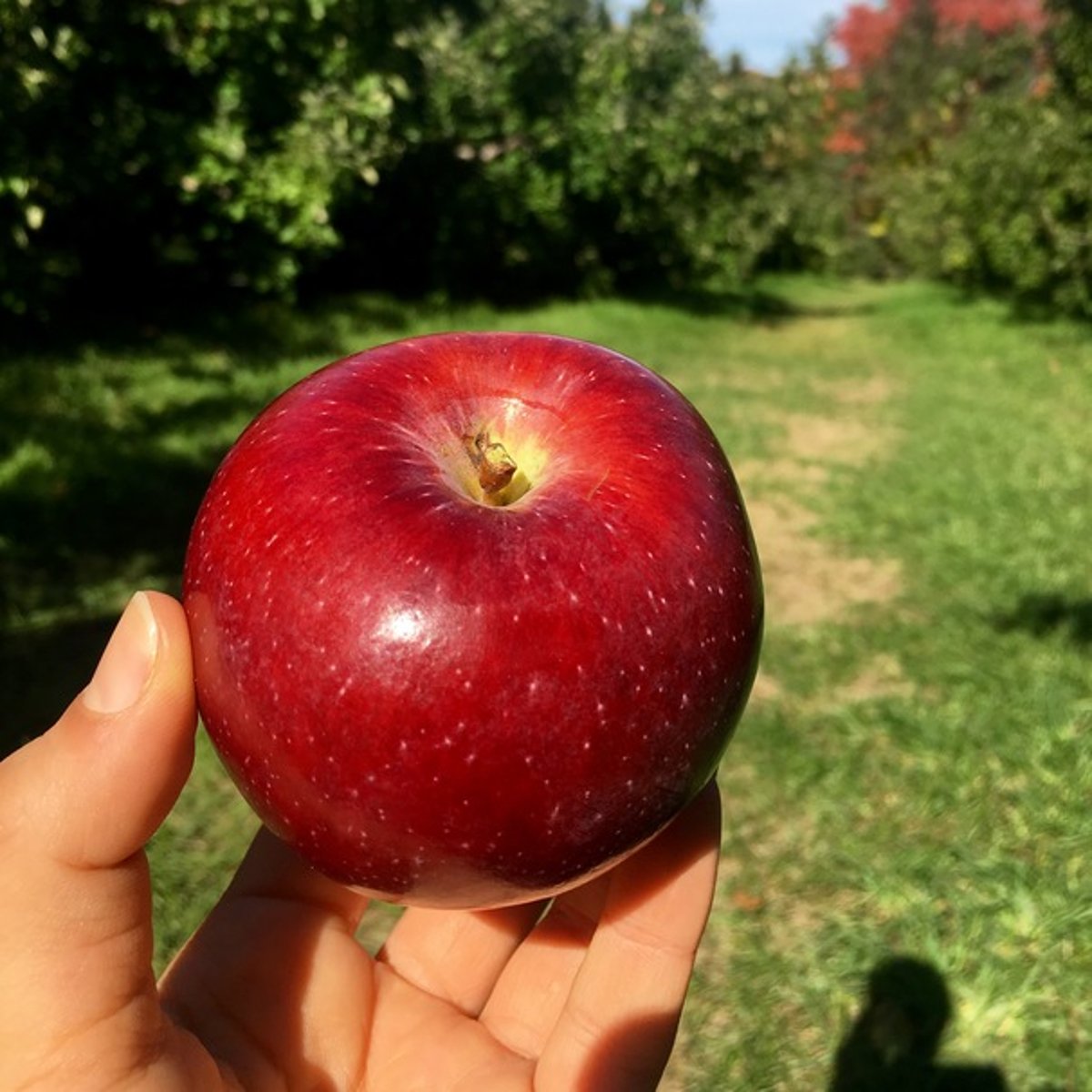 7 Reasons Why Apple Season is the Best Season