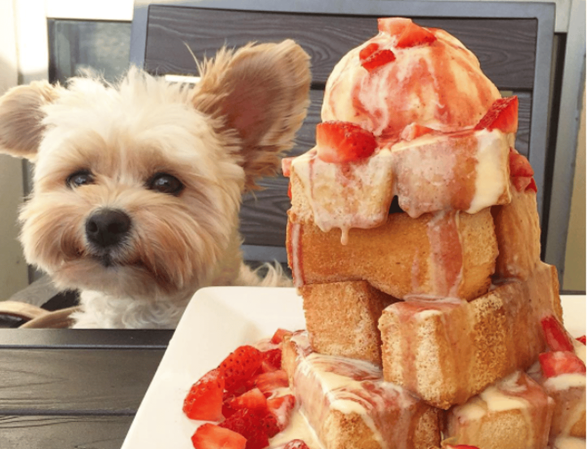 Popeye the Dog Puts Your Foodstagram to Shame