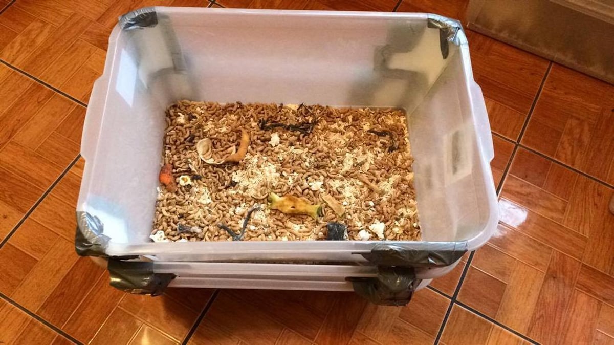 5 US Restaurants That Serve Insect Dishes