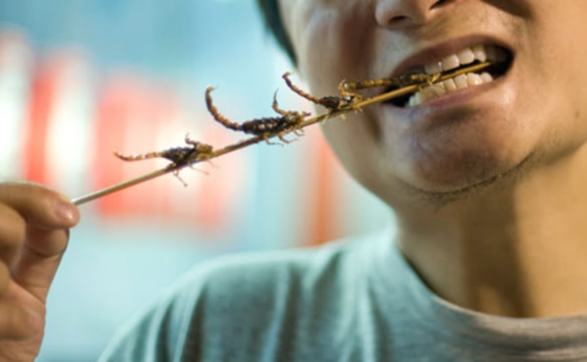 The 25 Weirdest Animals People Eat Around the World