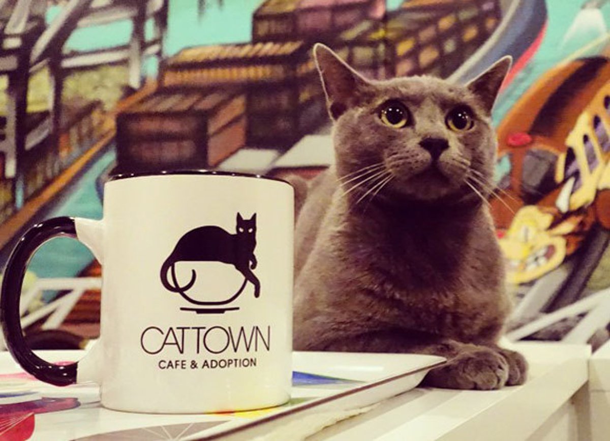 First Cat Cafe Opens in the U.S.