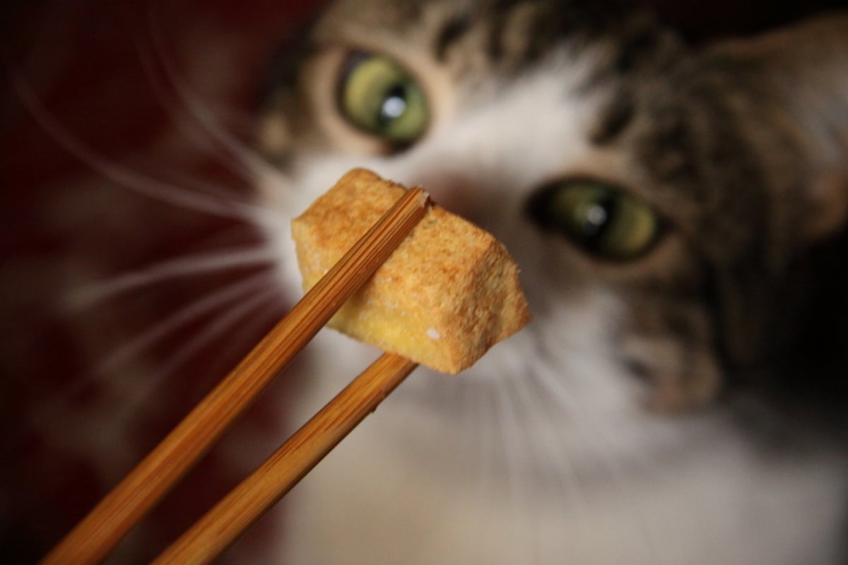 WTF is Tofu