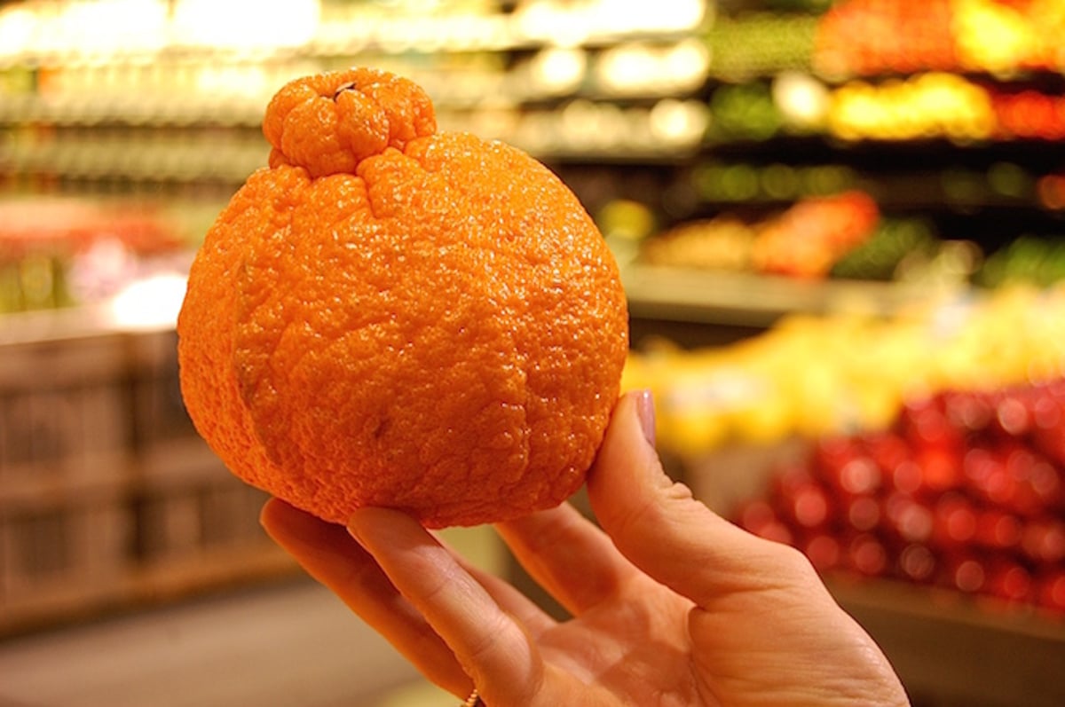 What is a Sumo Orange?