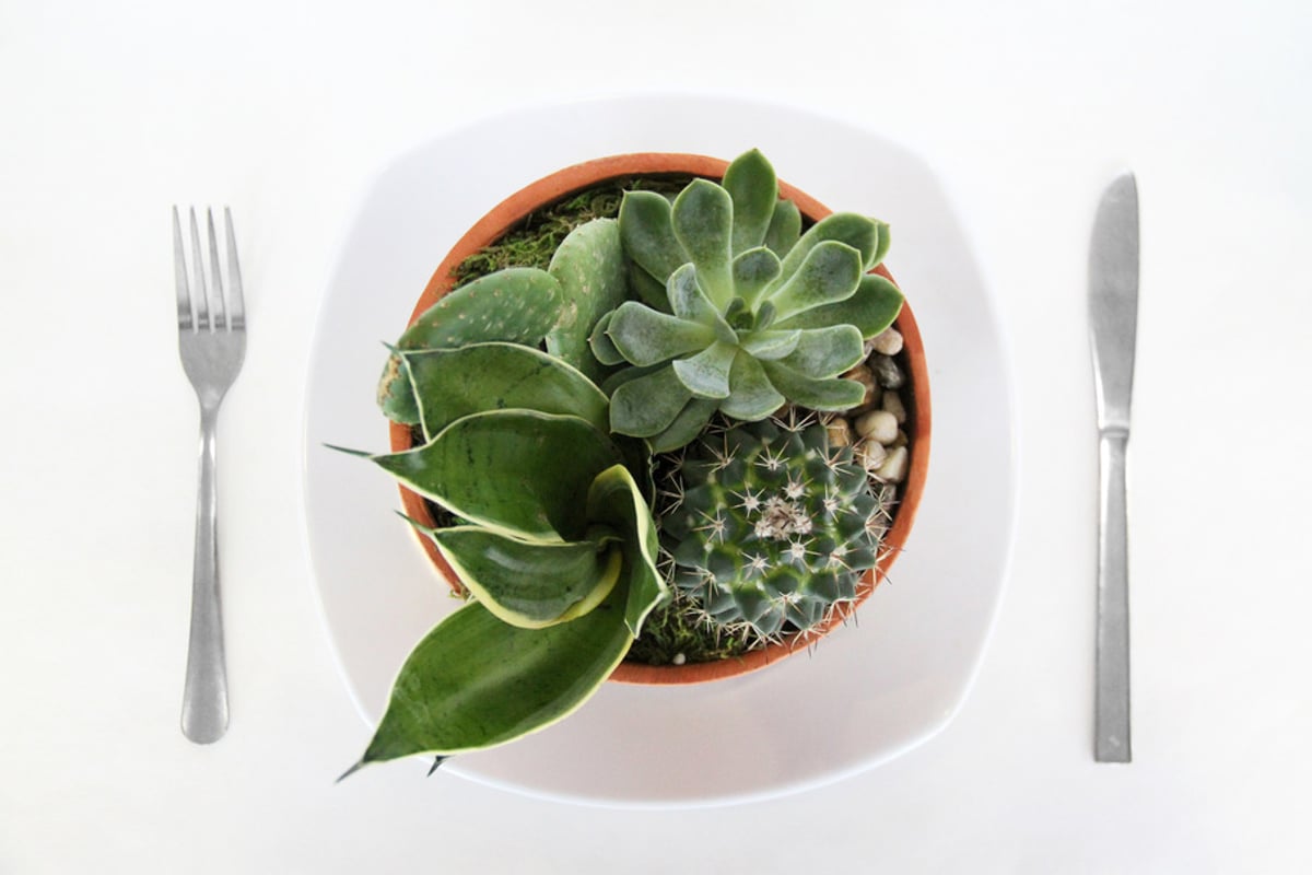 Here’s Why You Should Be Eating Cactus
