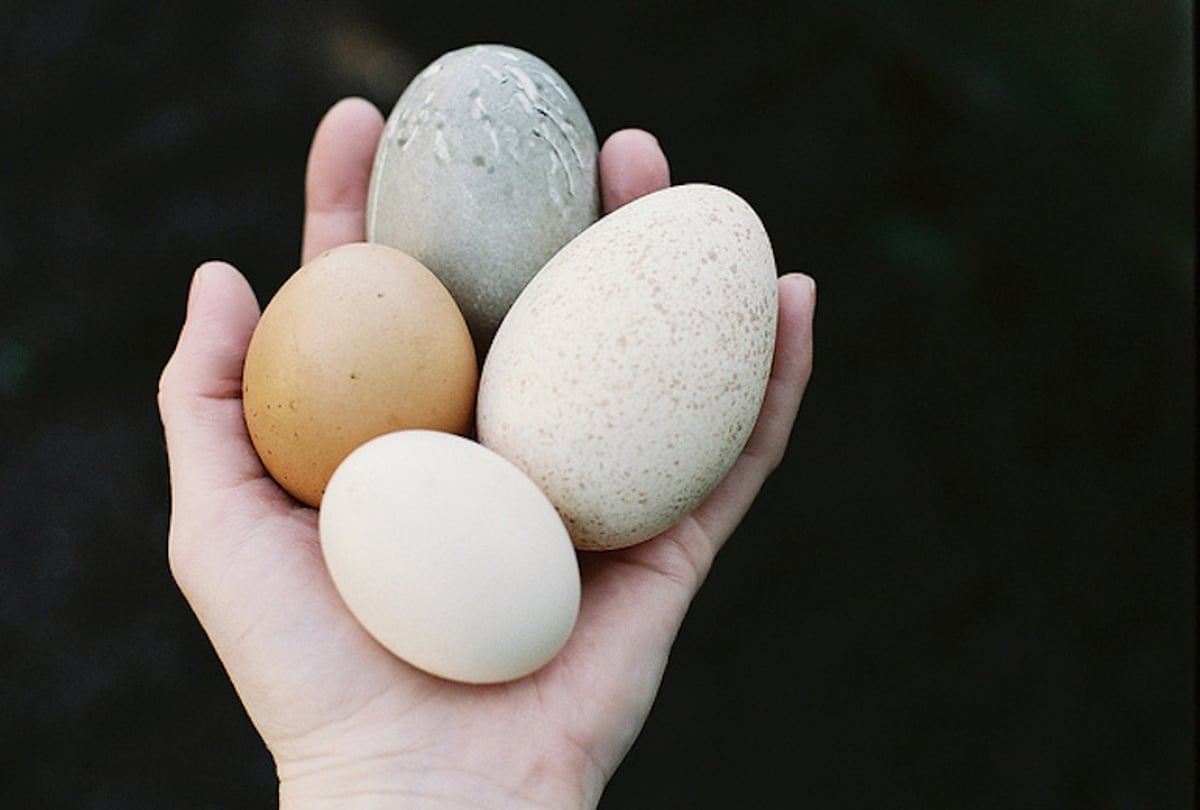 6 Non-Chicken Eggs That Look and Taste So Much Better