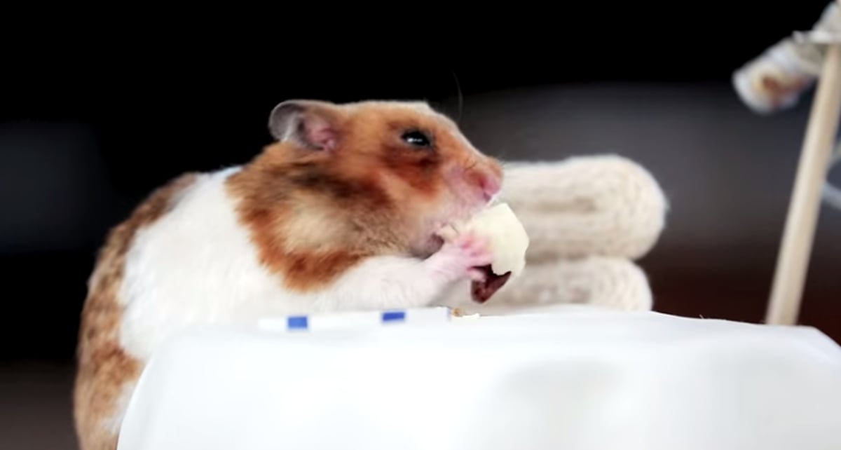 Watch This Hamster Eat Mini Burritos Just Like You Do at Chipotle