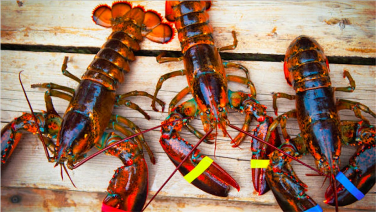 How Lobster Went From Prison Food to an Expensive Delicacy