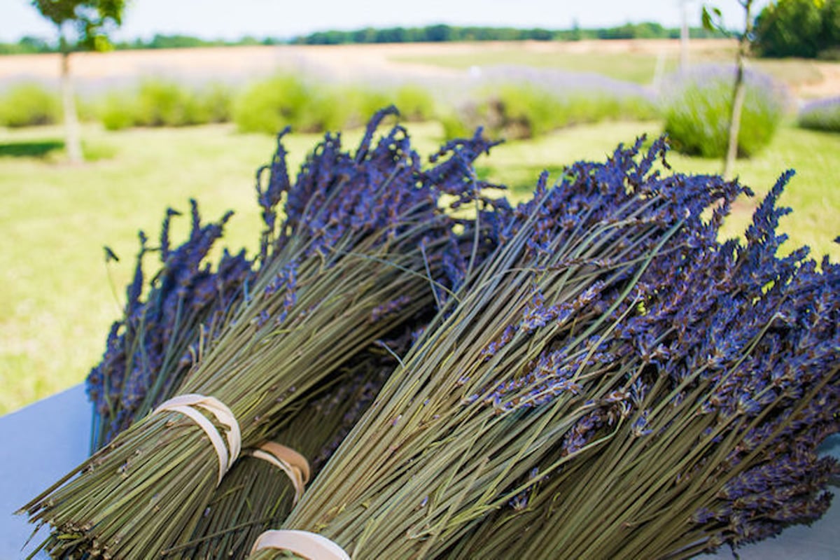 How to Use Lavender to Cure All Your Problems