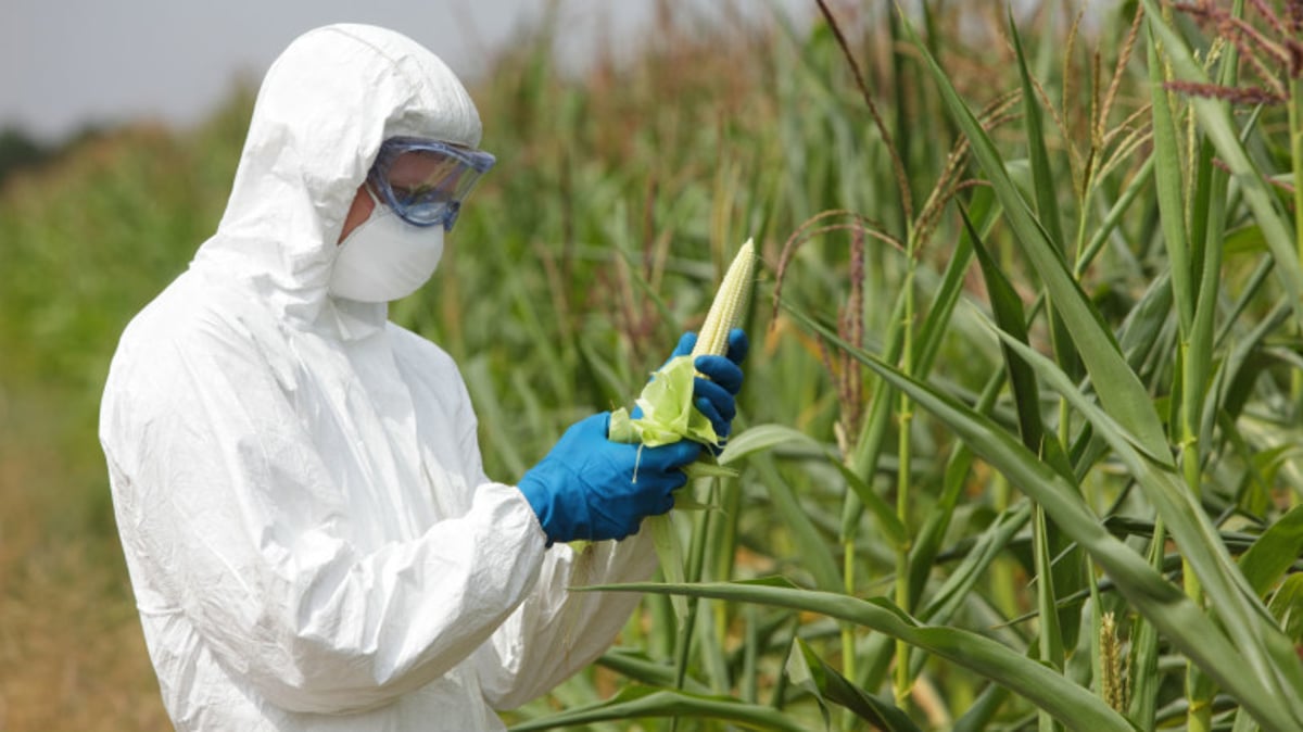 4 of the Ways Monsanto is Ruining the Environment