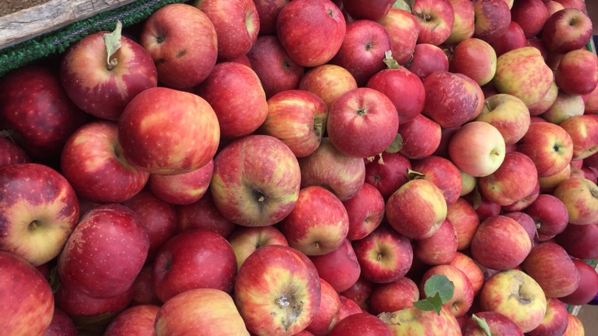 Why This Charlottesville Orchard Has the Best Eats for Fall
