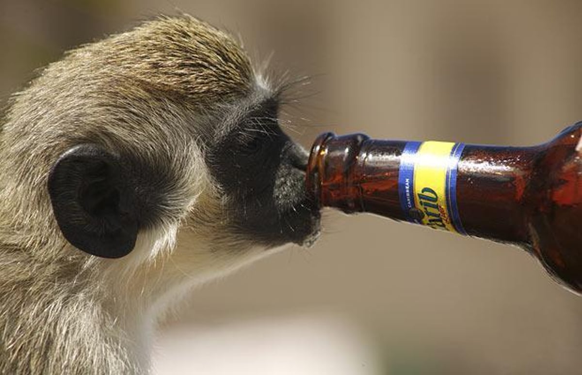 Monkeys Prove Humans Have Evolved To Drink Alcohol