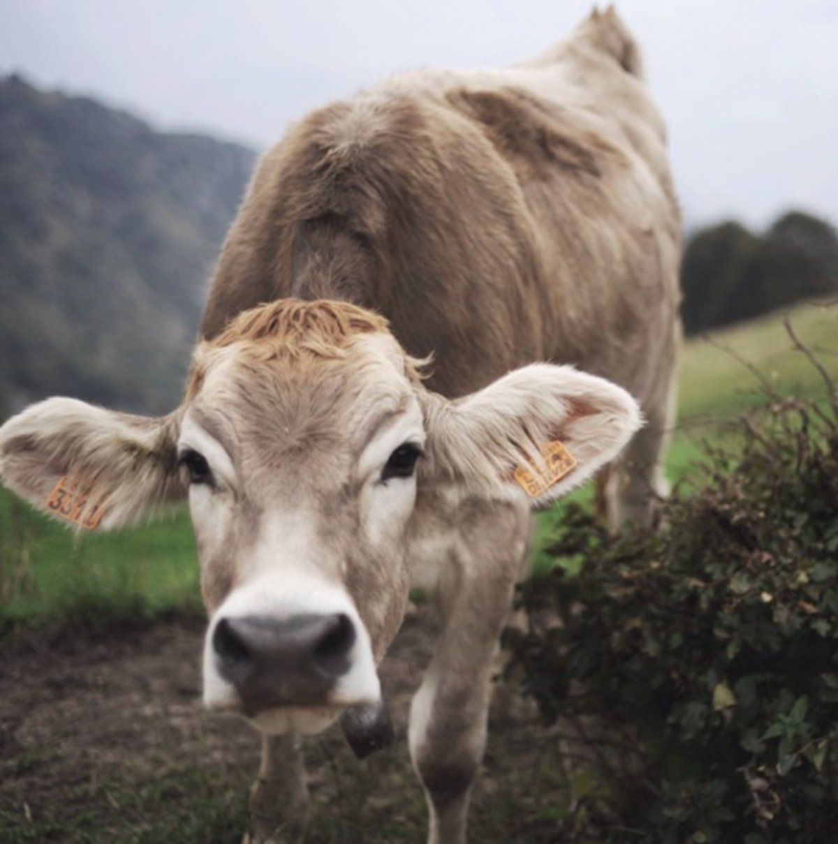 Why the Slow Food Movement is Changing the Way We Eat