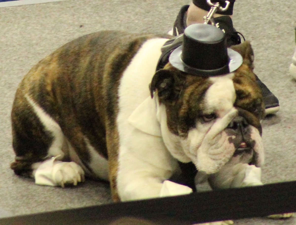 Faces of Students During Drake Relays Week, as Told by Bulldogs