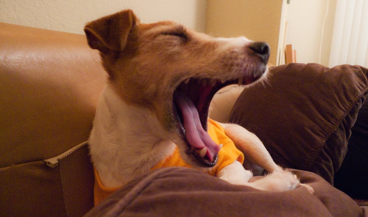 If You Can’t Sleep at Night, You Could Have DSPS