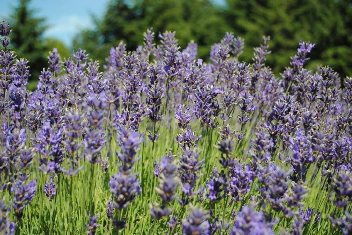 6 Lavender Foods From Washington State You Have to Try ASAP