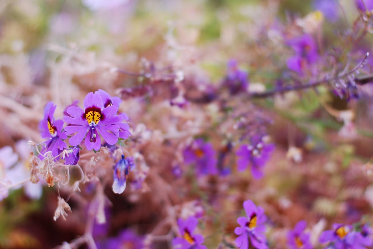 10 Ways to Eat More Flowers