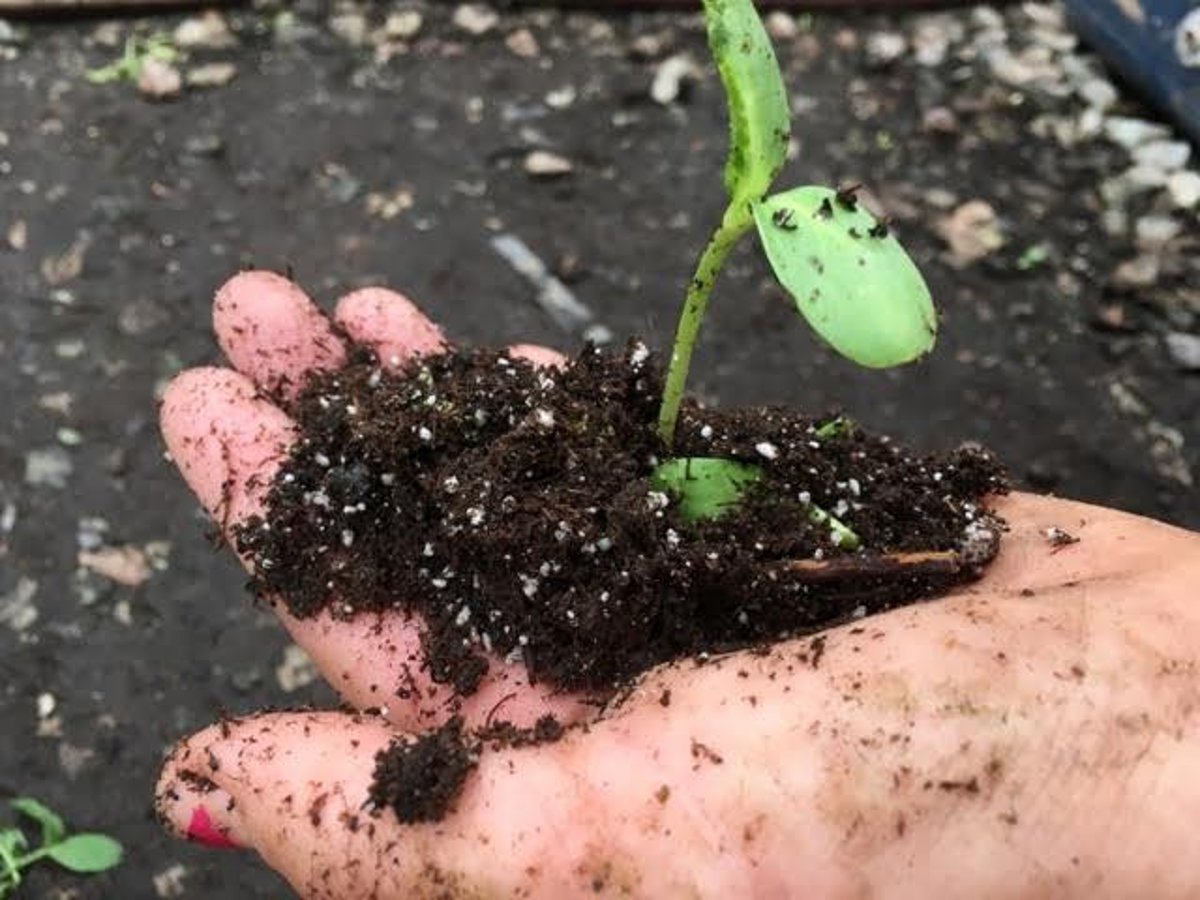 How to Eat for the Earth One Meal At A Time