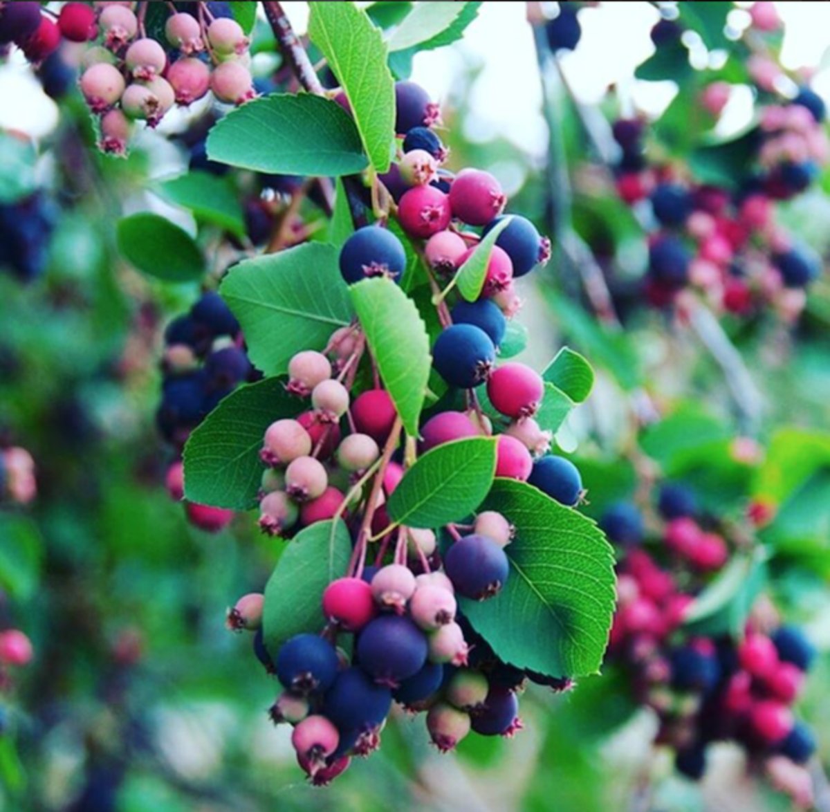 What Are Saskatoon Berries and How Can I Eat Them?