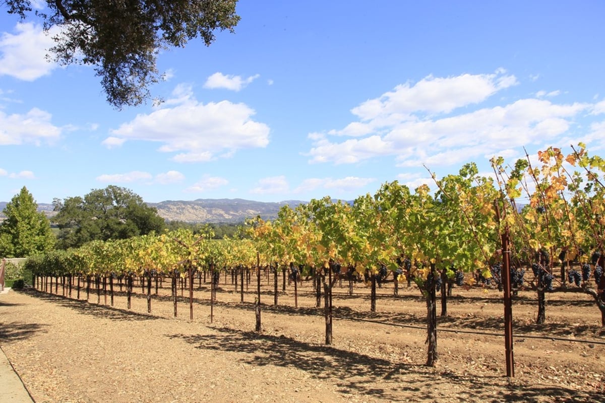 The 15 Best Virginia Wineries to Visit This Summer