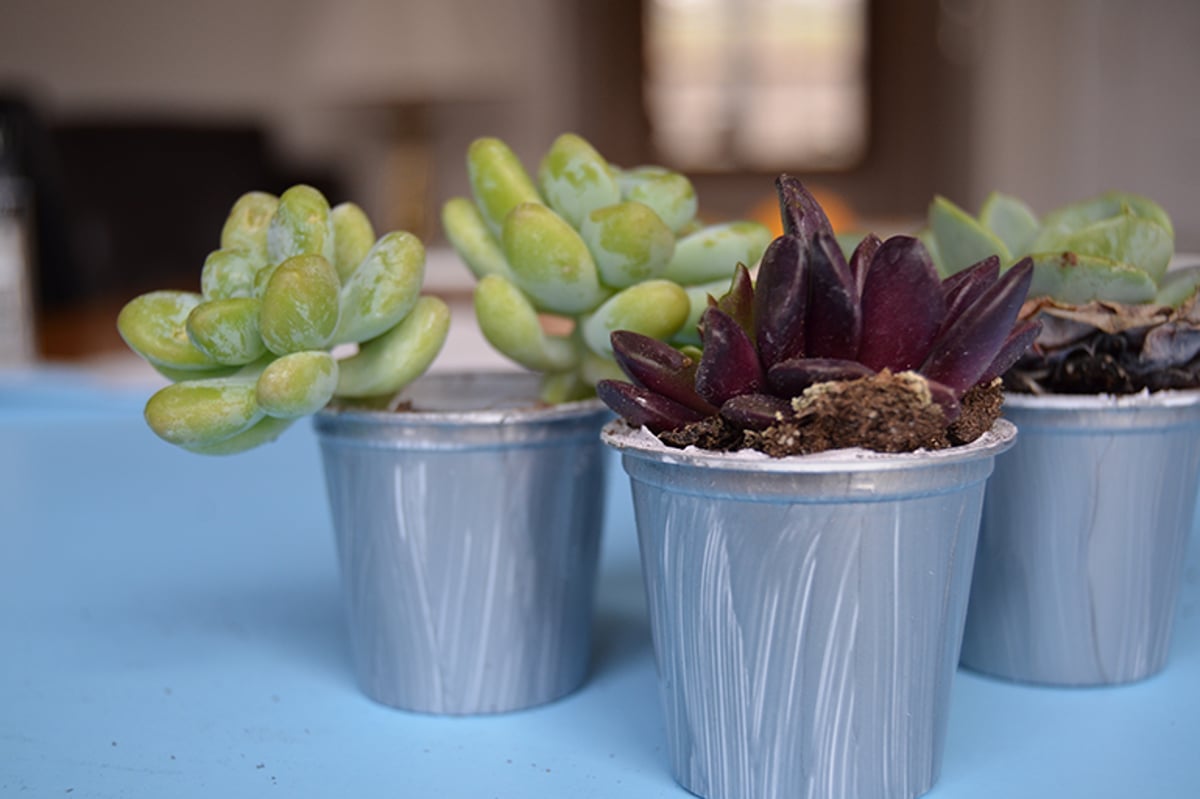 How to Make DIY Succulent Pots With K-Cups