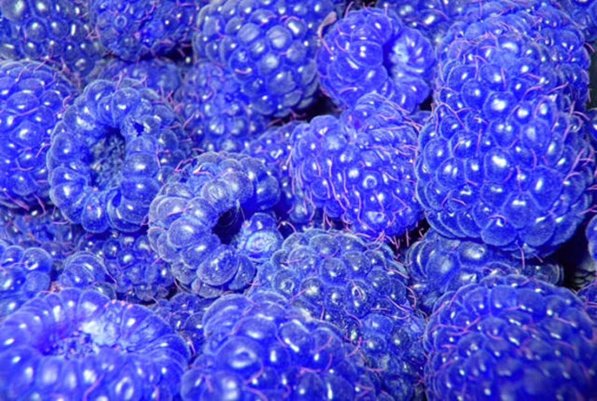 blue raspberry fruit