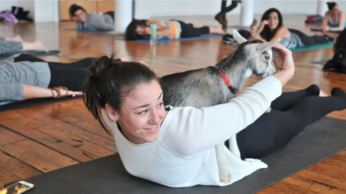 Goat Yoga Exists and You Have To Try It