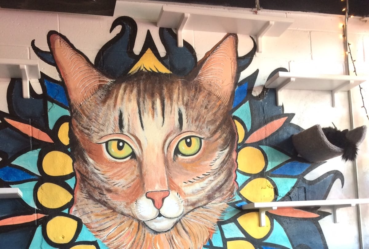We Stopped by Java Cats, Atlanta's First Cat Cafe