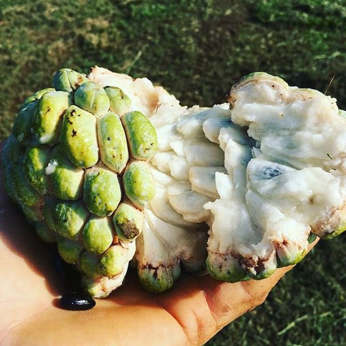 What is a Sugar Apple? The Fruit Which Tastes of Custard