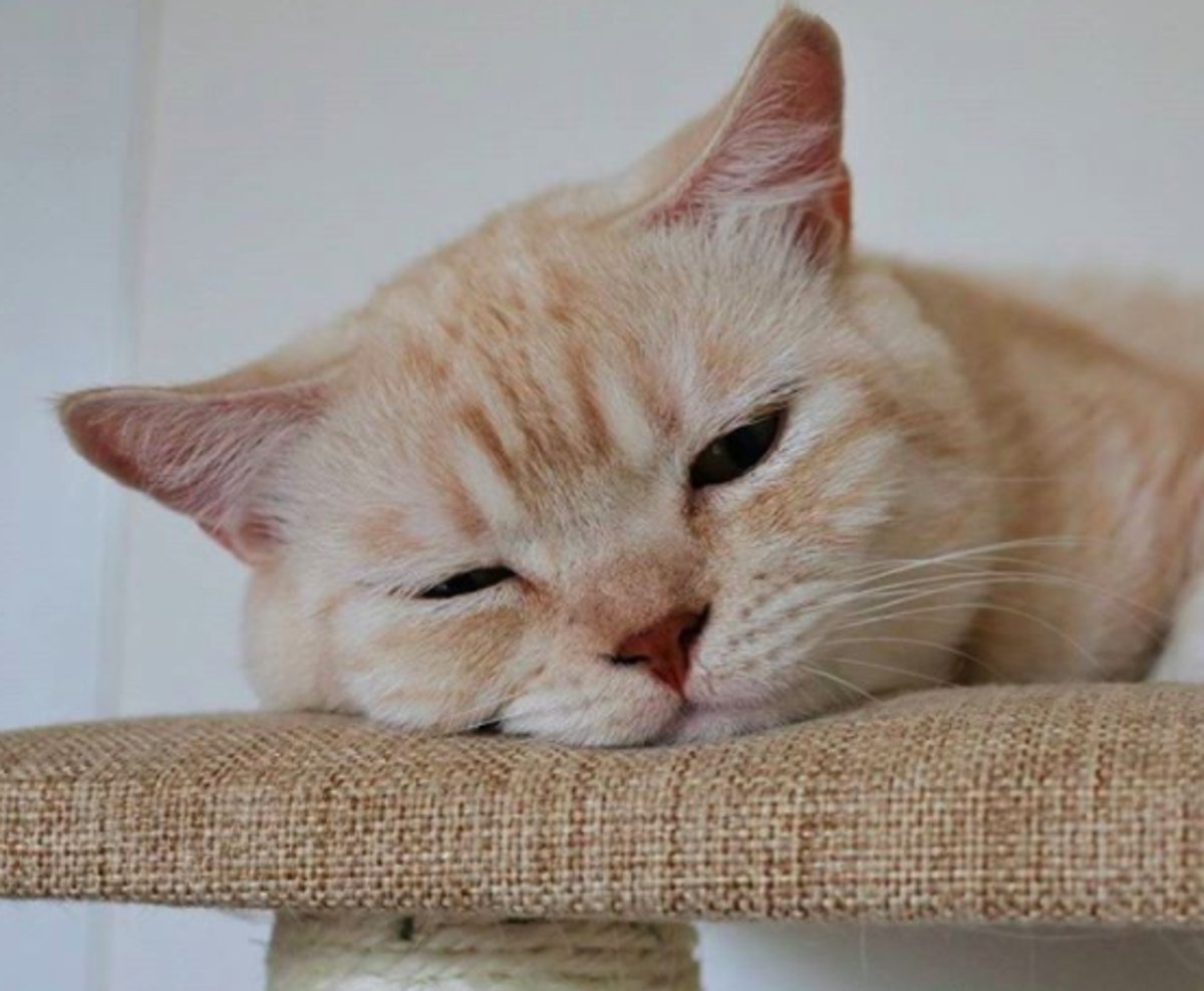 The 15 Cutest Food-Based Names for Your Pet