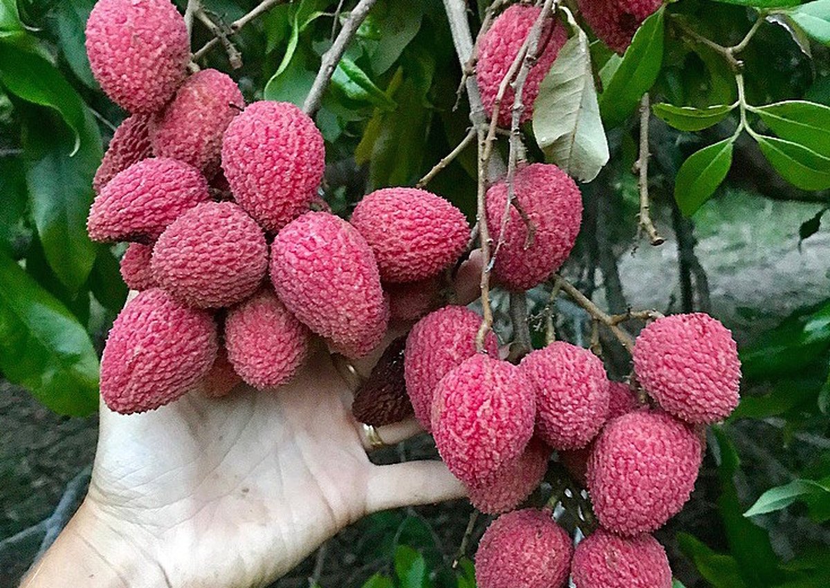 How to Pronounce Lychee the Correct Way