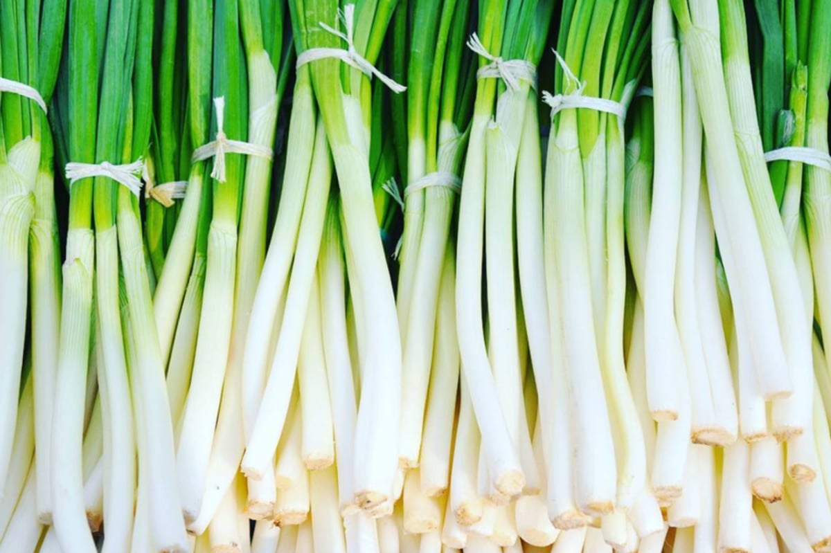chive leek