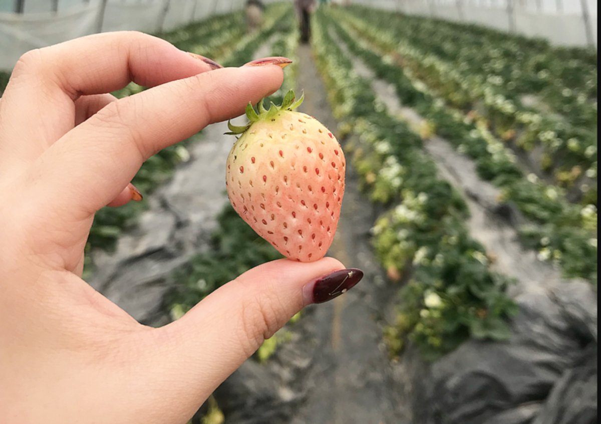 white strawberry inside
