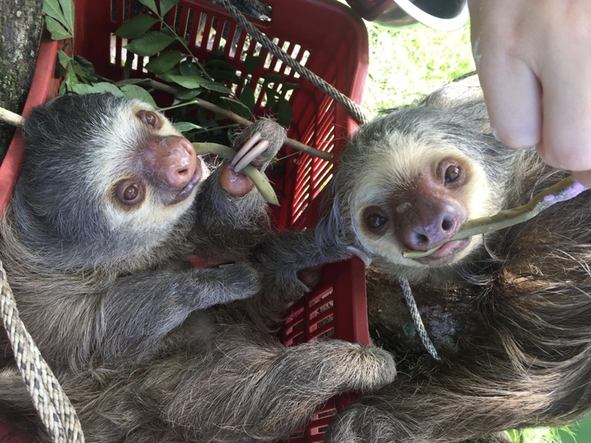 My Summer Playing Chef for Many, Many Sloths