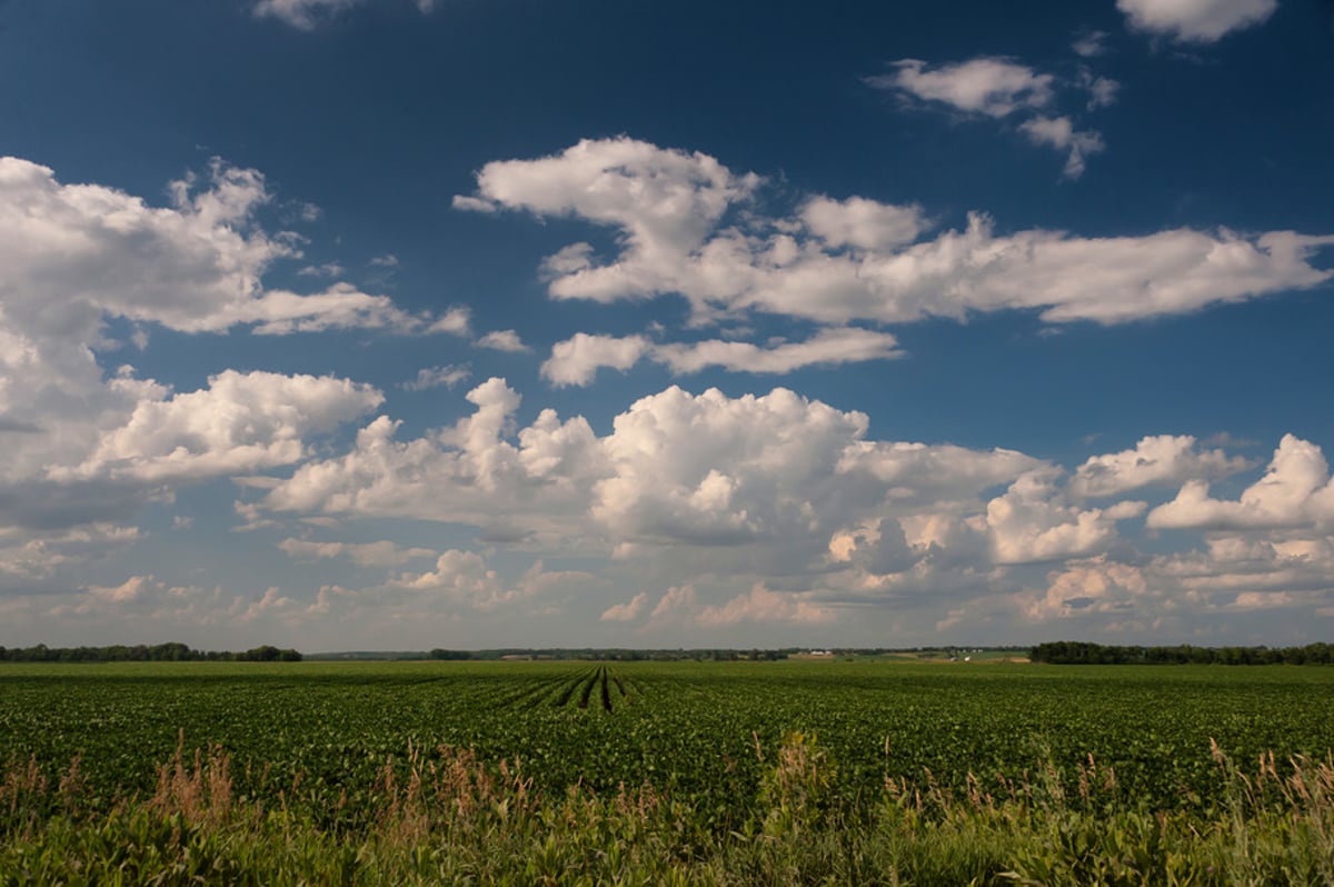 Our Top 5 Favorite Vegan Midwestern Foods