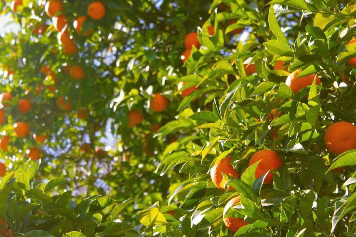 The Florida Orange Shortage Will Cause a Price Hike