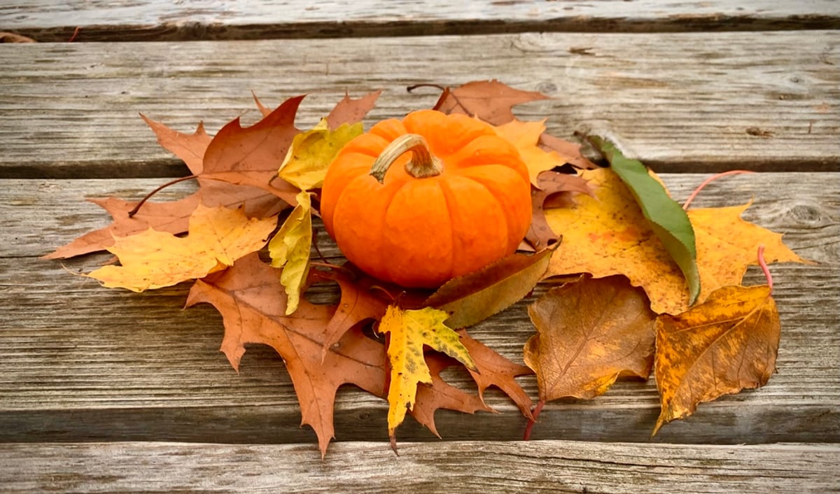 The History of the Pumpkin, an Autumnal Icon