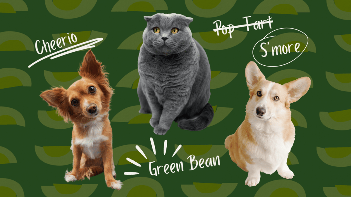 These Are The Top Food Names For Pets, According To Rover