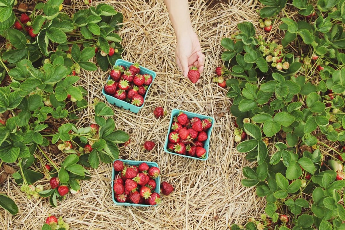 Where To Go Strawberry Picking Near Rutgers University